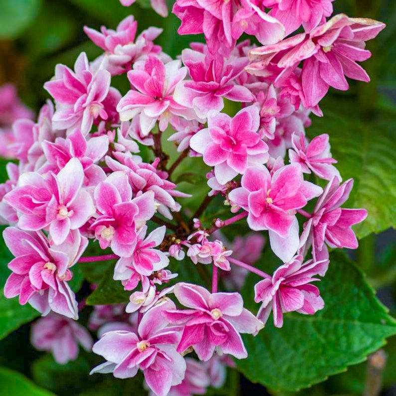Hydrangea Macrophylla Rosy Splendor Plant Starter Plant - Etsy