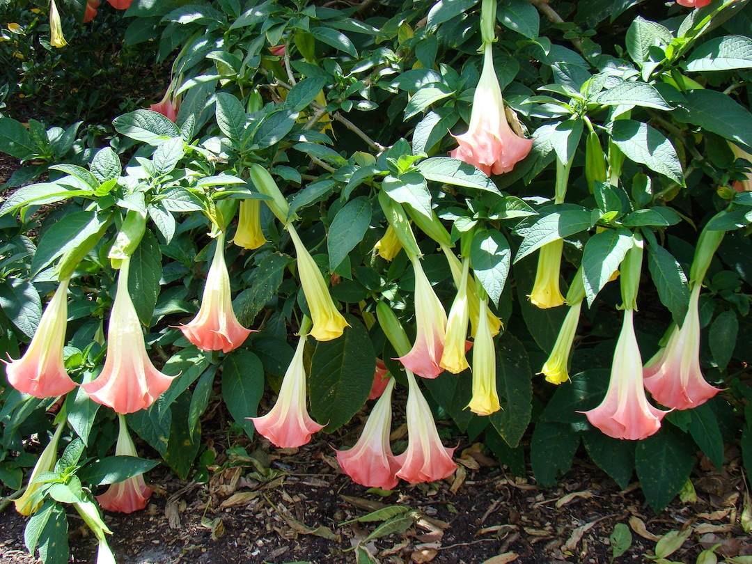 Angel Trumpet Big Pink White Bloom Plant Angel Trumpet Live Plant - Etsy