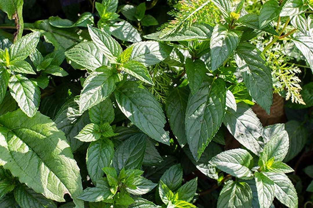 Red Stem Apple Mint Live Plant - Etsy