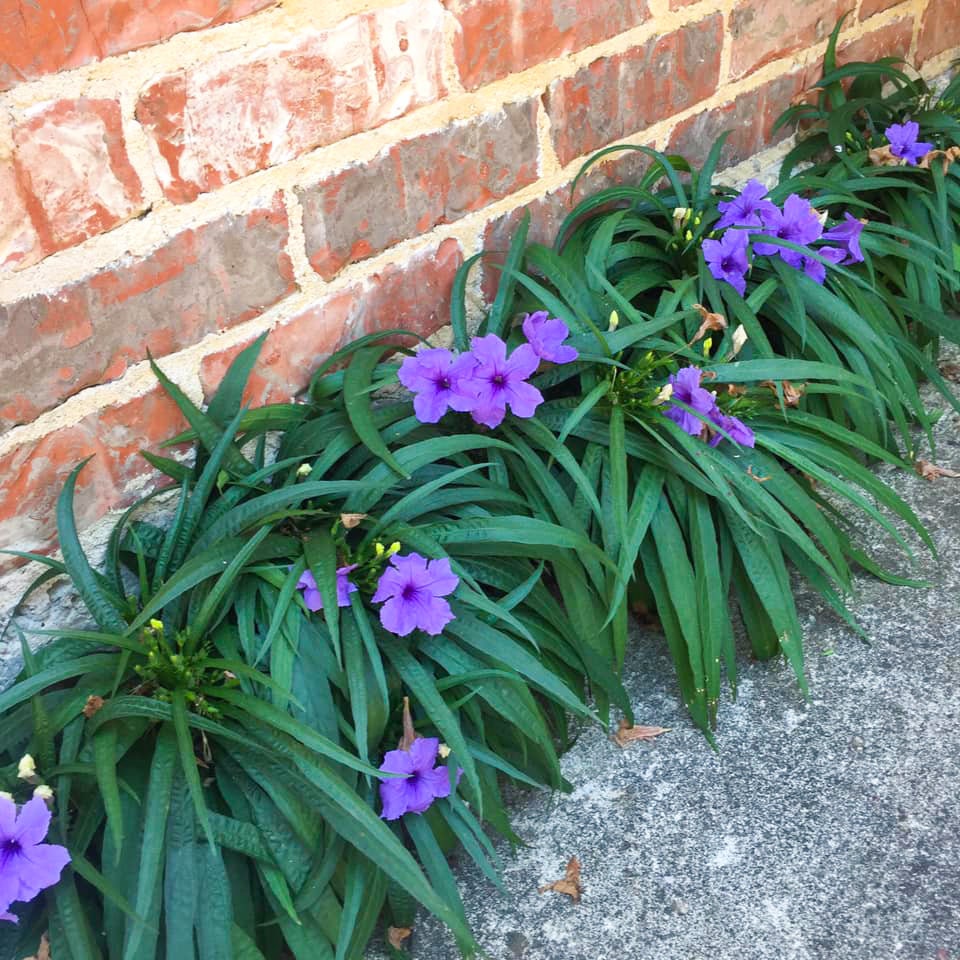 Purple Katy Baby Kate Dwarf Mexican Petunia Ruellia Plant - Etsy