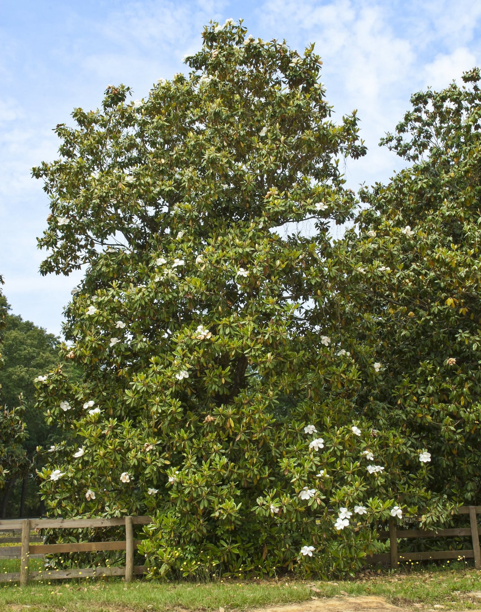 Magnolia Grandiflora Plant Southern Magnolia Tree Live - Etsy
