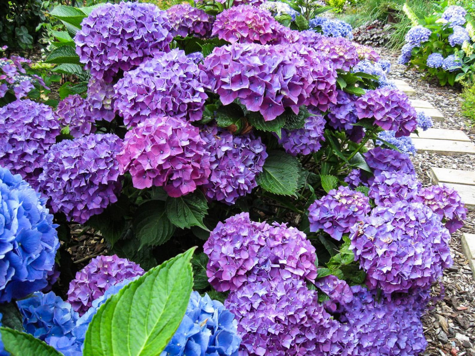 Hydrangea Masja Plant Live Plant 4-8 Inches Tall - Etsy
