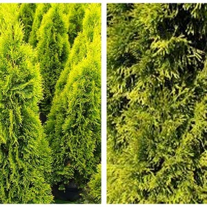Thuja Occidentalis 'janed Gold' Plant, Starter Plant 5-10 Inch Tall - Etsy