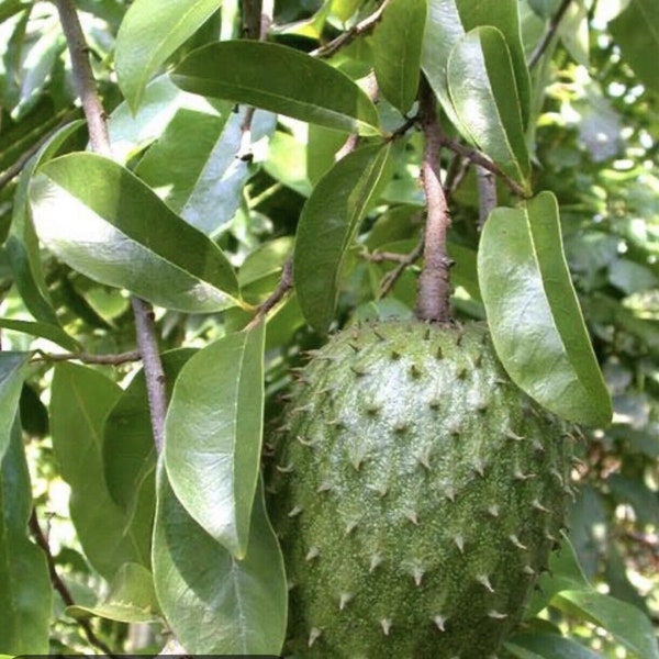 Soursop Tree California - Etsy