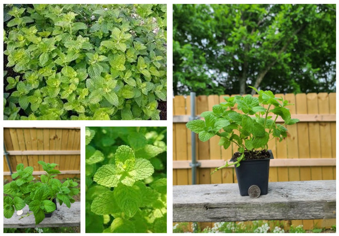 Apple Mint Mentha Suaveolens 1 Live Plant - Etsy