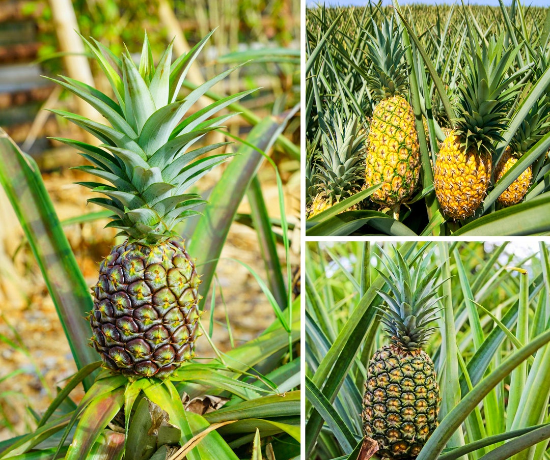 Elite Gold Pineapple Plant | Live Plant Edible Fruit Ananas Comosus - Etsy