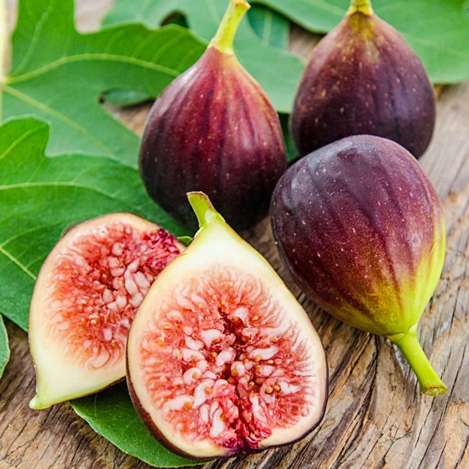 Brown Turkey Fig Trees Live Plant 4-8 Inch Tall - Etsy