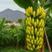 Musa Gran Nain – Live Fruit Banana Plant – Indoor or Outdoor Use - Etsy