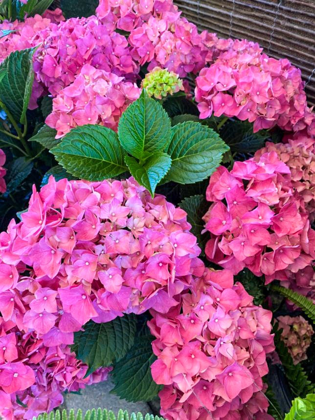 Hydrangea Macrophylla Rosy Splendor Plant Starter Plant - Etsy
