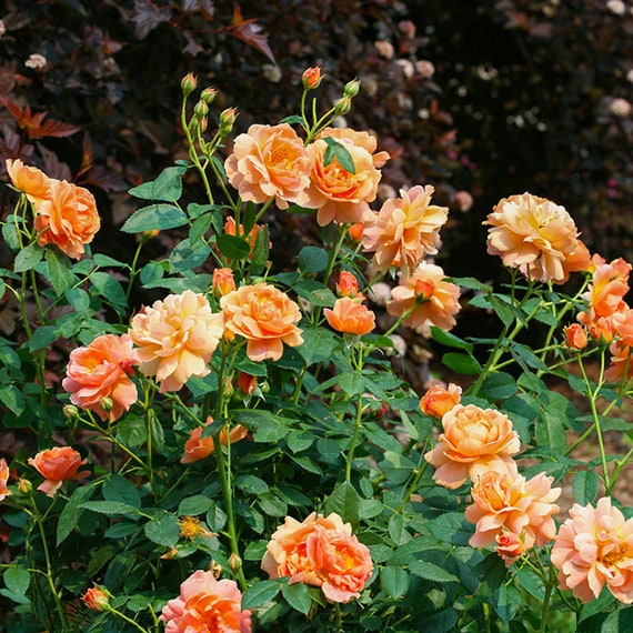 Fragrant Floribunda Roses