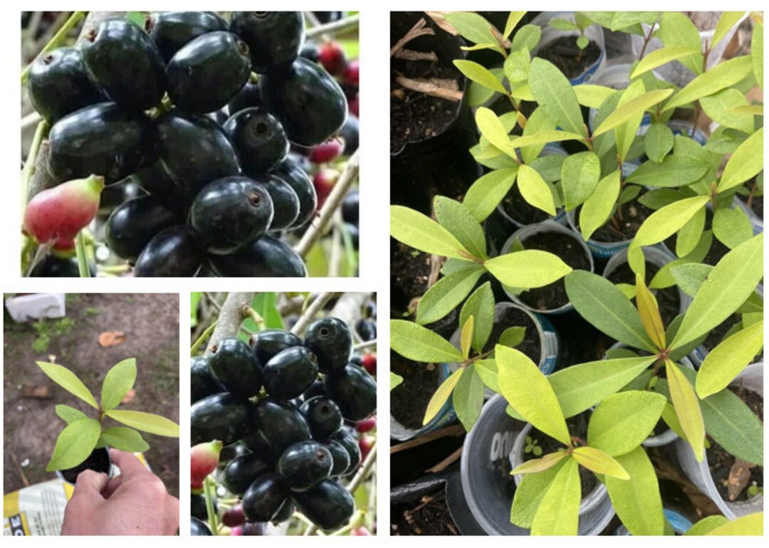 1 PLANT, Black Java Plum (syzygium Cumini) Fruit Tree 3 “-6”live Plant ...