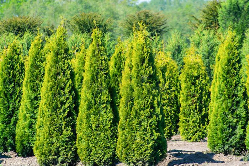 Thuja Occidentalis 'janed Gold' Plant, Starter Plant 5-10 Inch Tall - Etsy