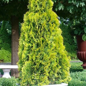 Thuja Occidentalis 'janed Gold' Plant, Starter Plant 5-10 Inch Tall - Etsy