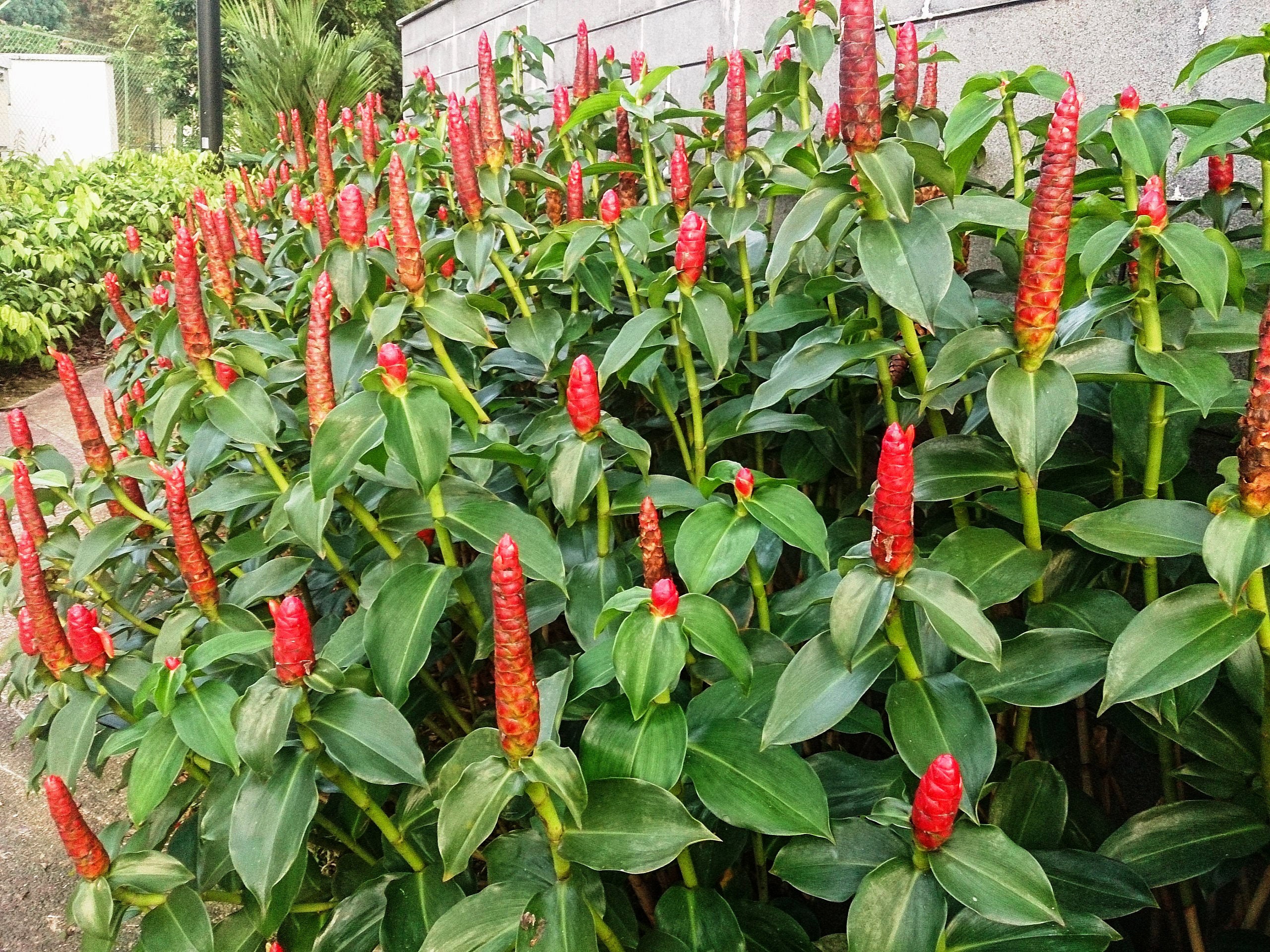Ginger Plant Costus Speciosus Exotic Tropical Plant Organic - Etsy