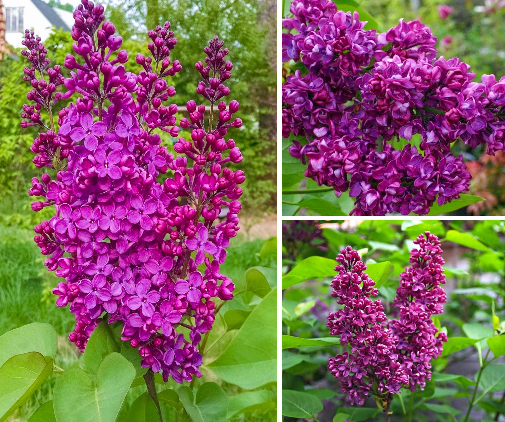 Monge Lilac