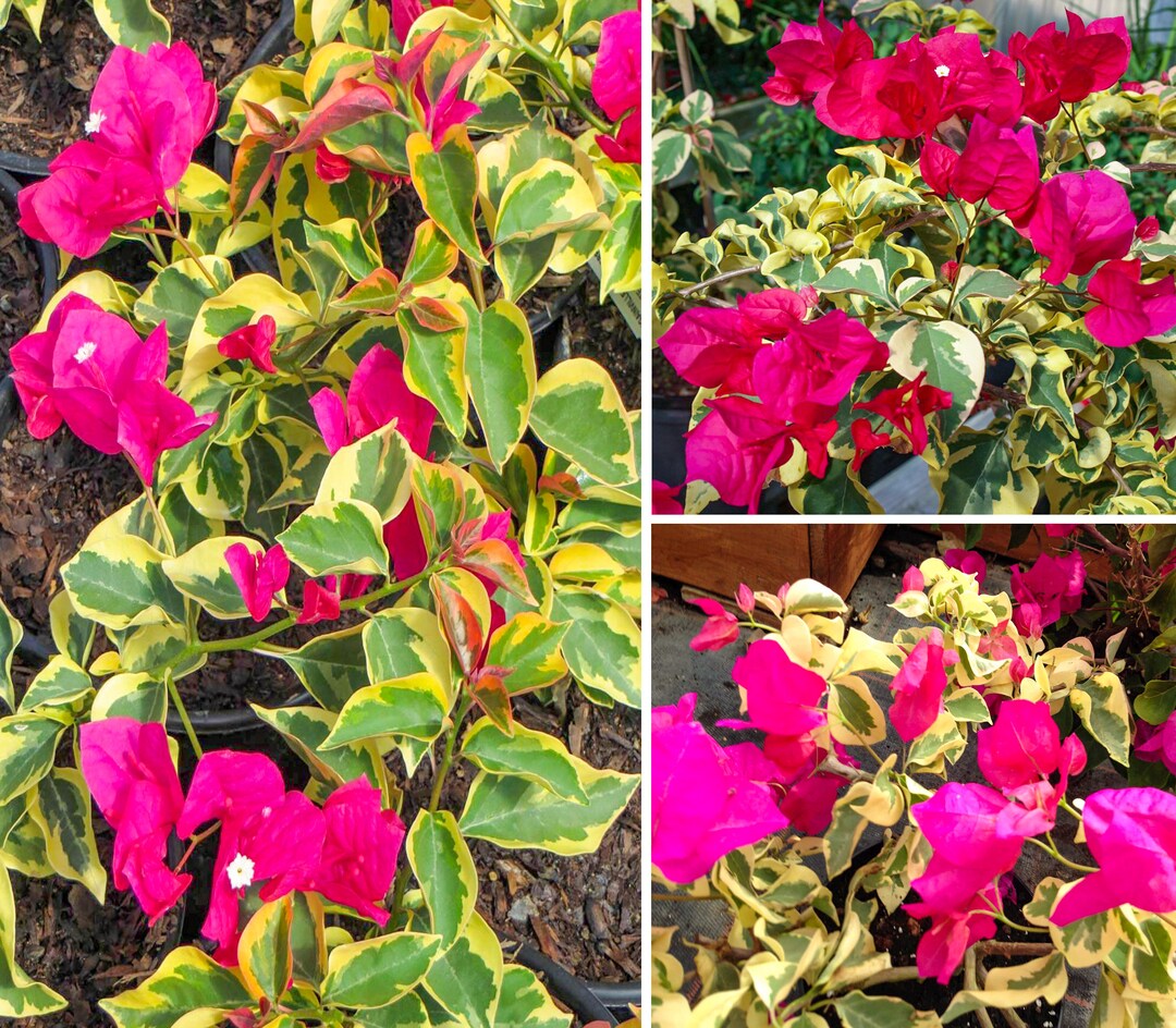 Raspberry Ice Bougainvillea Plant, Bougainvillea Live Plant, Starter ...