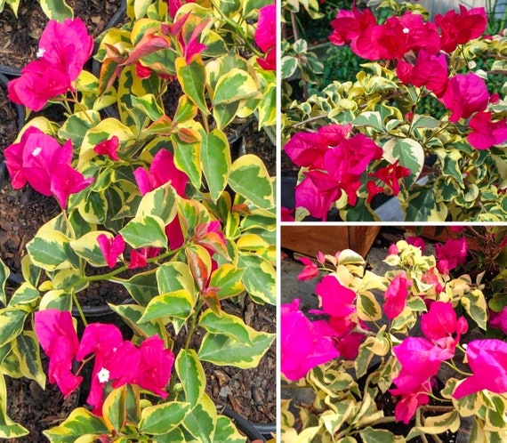 Raspberry Ice Bougainvillea Plant Bougainvillea Live Plant - Etsy