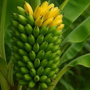 Hardy Banana Tree – Live Musa Basjoo Plant for Outdoor Landscaping - Etsy