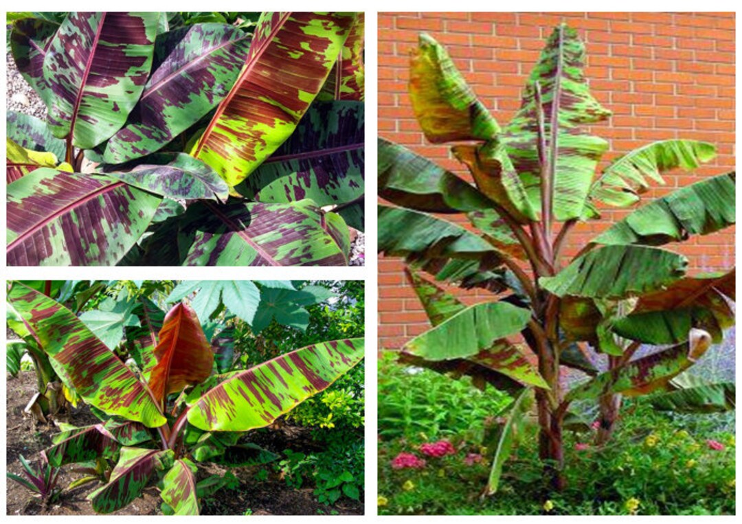 Musa Zebrina Tree , Live Banana Plant Ship in Pot 3 to 5 Inches Tall - Etsy