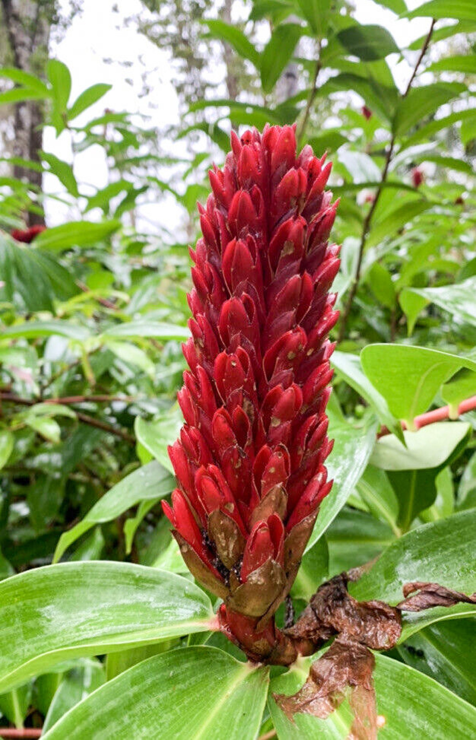 Ginger Plant Costus Speciosus Exotic Tropical Plant Organic - Etsy