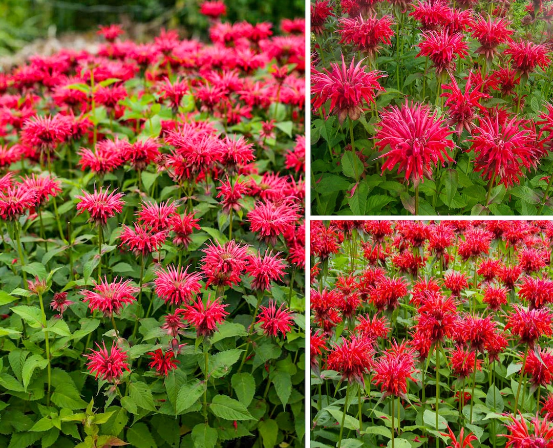 Red Bee Balm Plant, Monarda Flower, Monarda Gardenview Scarlet ...