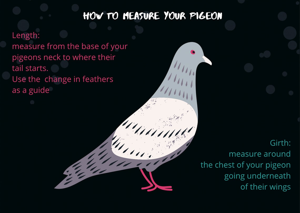 Pigeon & Dove Pants Bird Parrot Diaper Flight Suit Diaper - Etsy UK