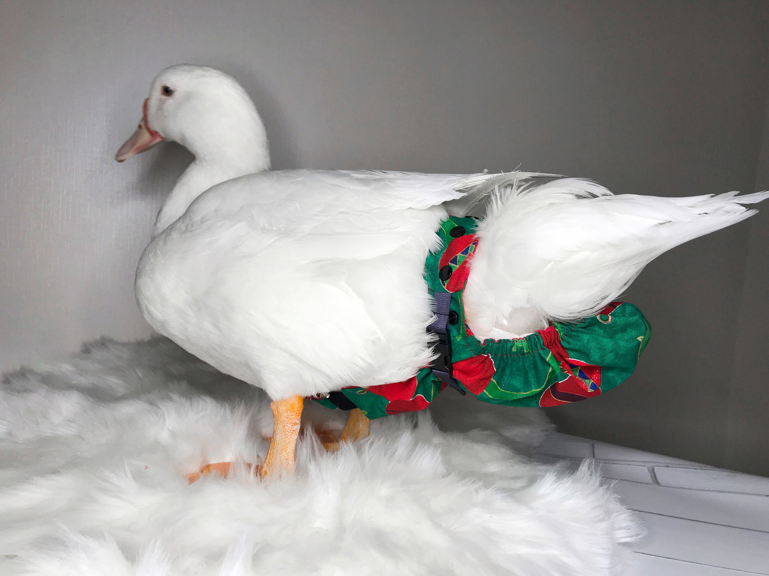 Duck Diaper Goose Diaper Chicken Diaper Open Tail Bird - Etsy