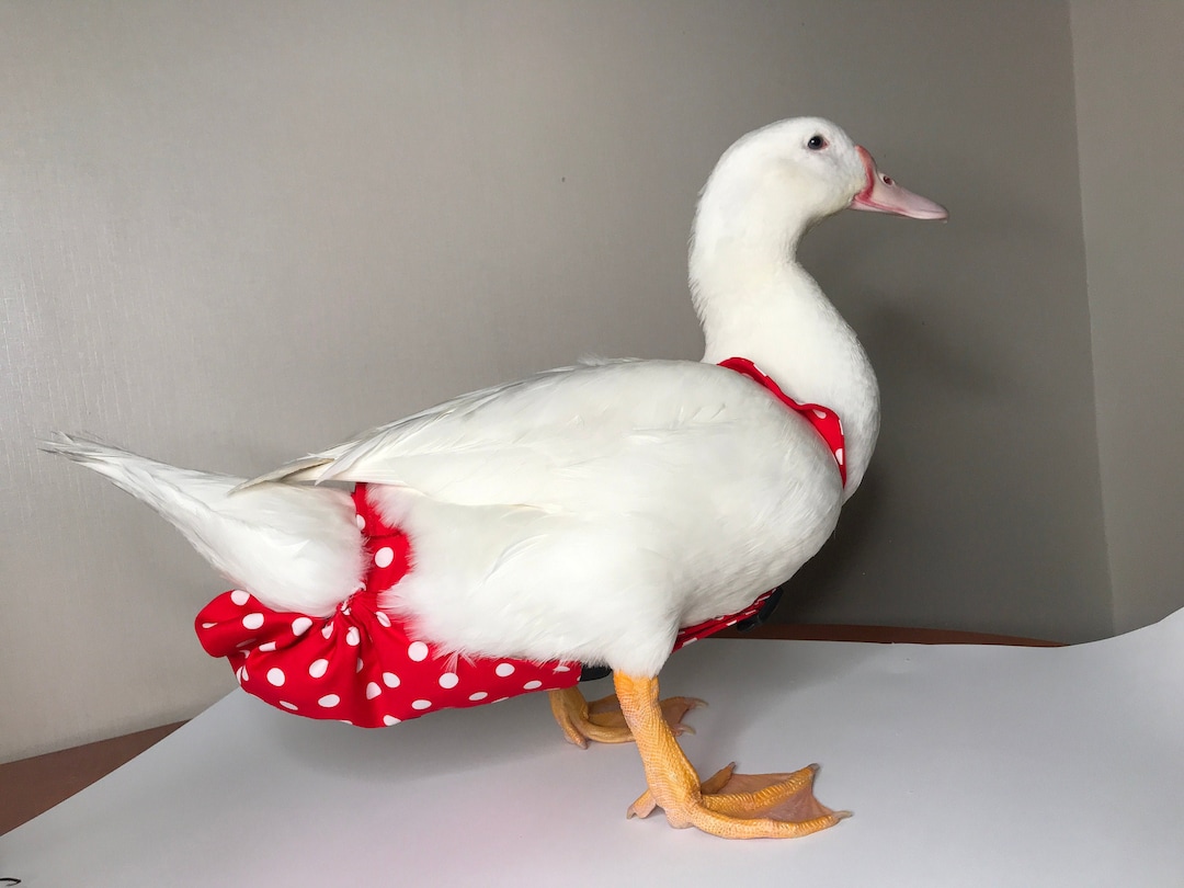 High Quality Duck Diaper, Goose Diaper, TURKEY GIRL Diaper, Open Tail ...