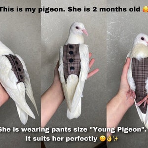 Pigeon & Dove Pants Bird Parrot Diaper Flight Suit Diaper Clothes ...