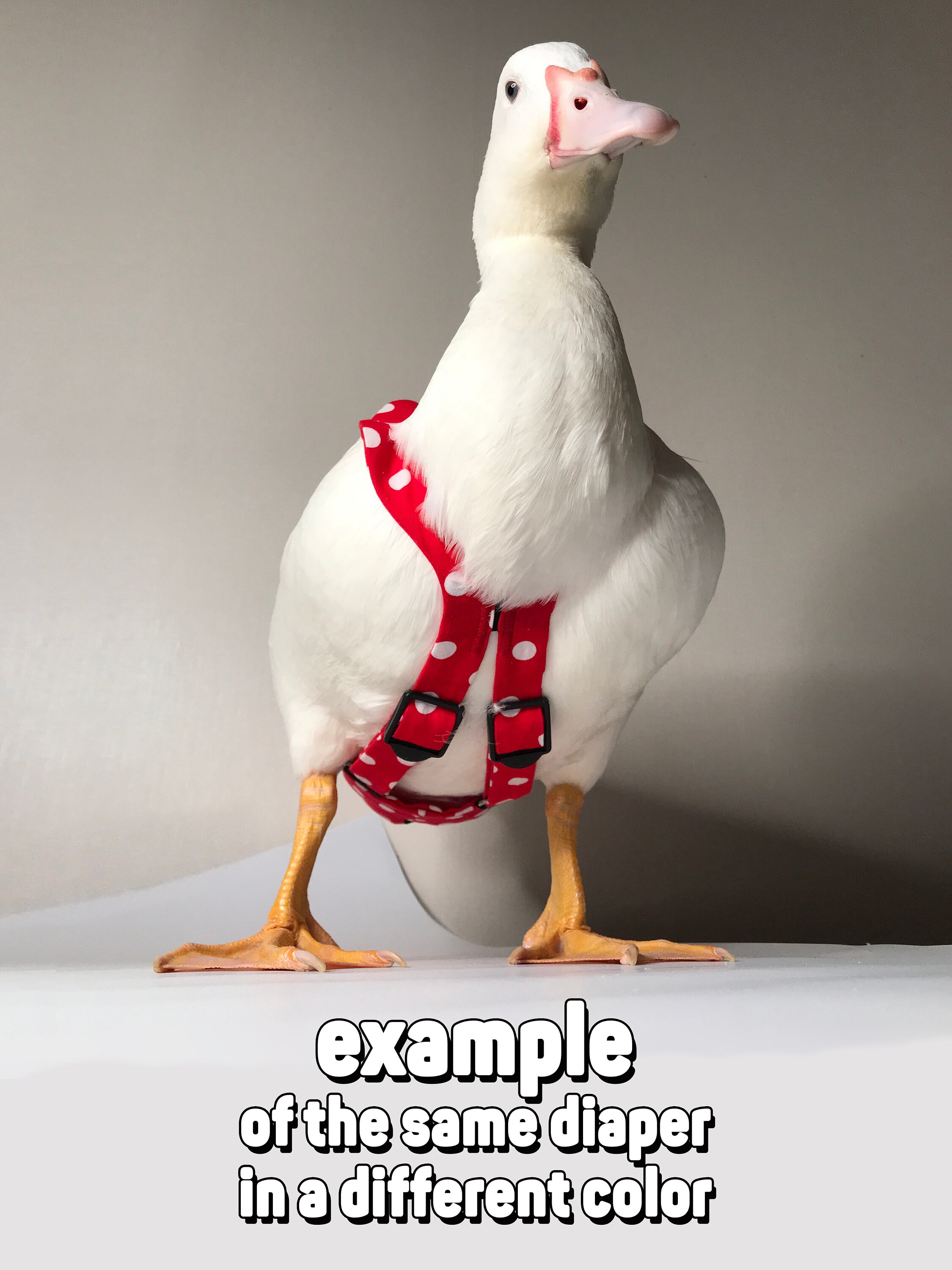 High Quality Duck Diaper Goose Diaper Chicken Diaper Open | Etsy