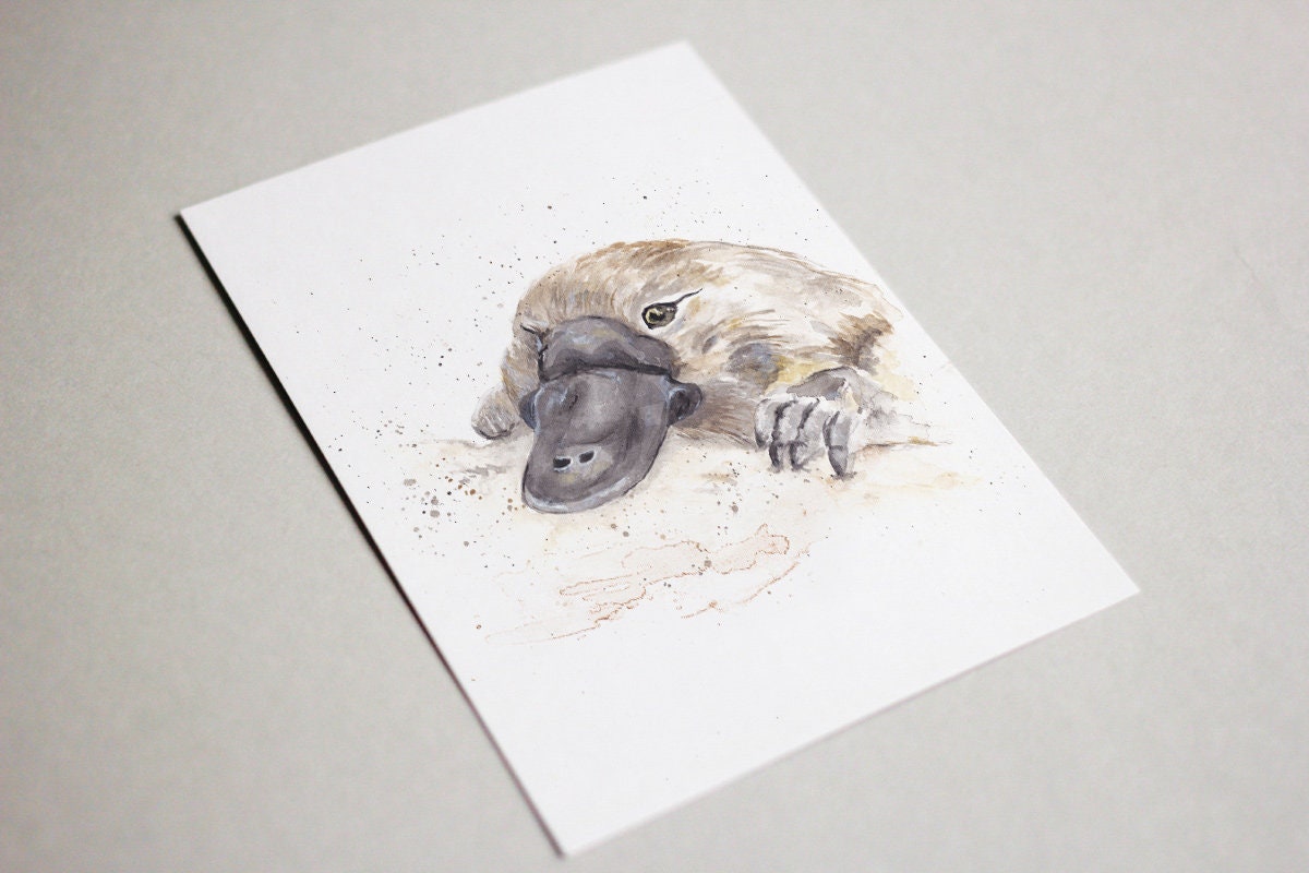 Set of 7 Australian Animal Prints Large - Etsy Australia