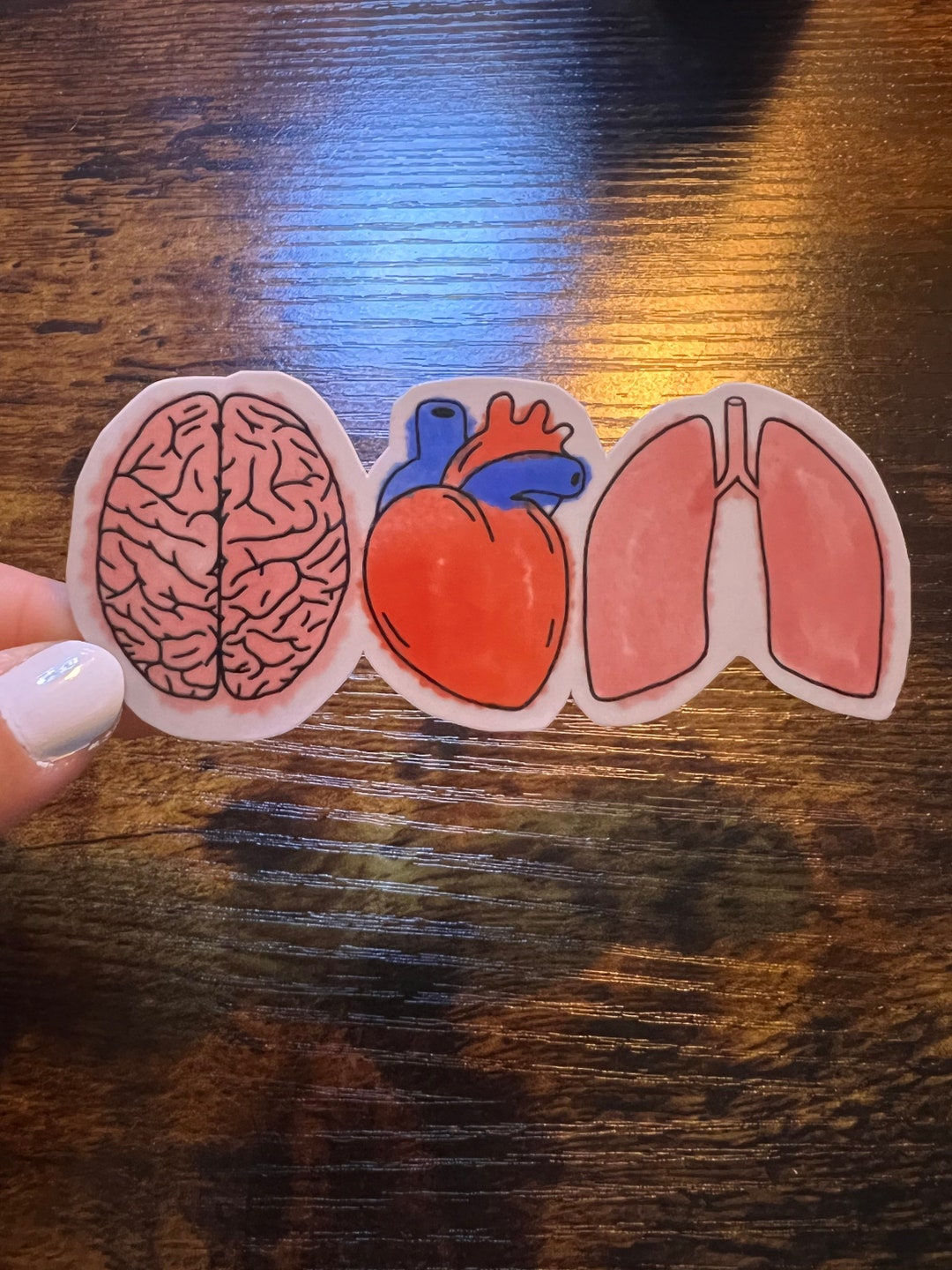 Brain, Heart & Lungs Sticker - Etsy