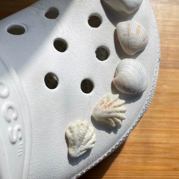 Real Seashell - Etsy