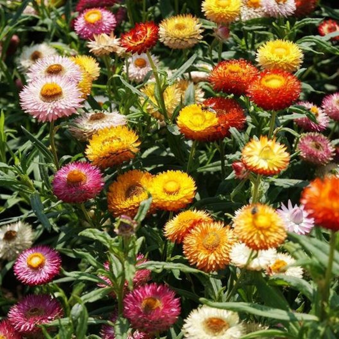 USA SELLER Dwarf Straw Flower Mix 100 Seeds HEIRLOOM Xerochrysum ...