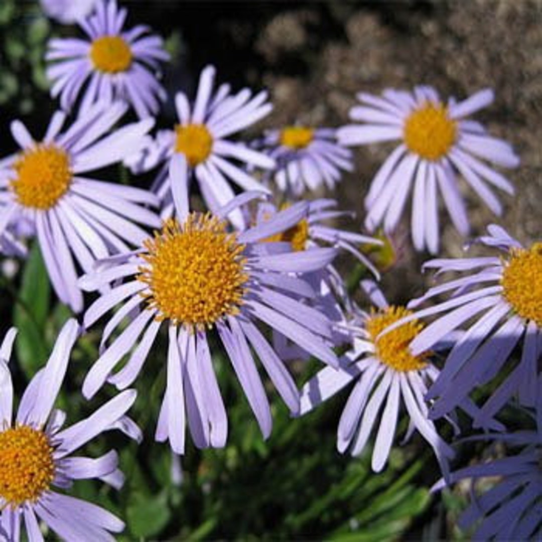 USA SELLER Wartbur Star Aster 50 Seeds HEIRLOOM Aster Tongolensis - Etsy