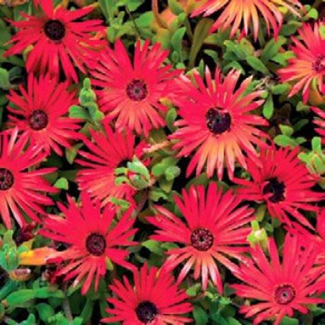 USA SELLER Ice Plant Daisy Livingstone Red 50 Seeds HEIRLOOM Cleretum ...
