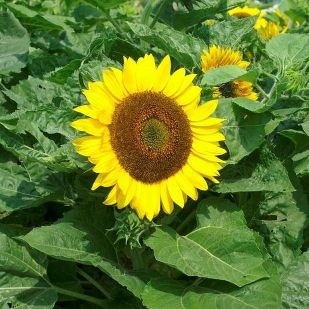 USA SELLER Bambino Sunflower 25 Seeds Helianthus - Etsy