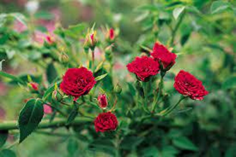 Rosa ‘red Cascade Miniature Climbing Rose Cuttings "3" Super Easy to ...