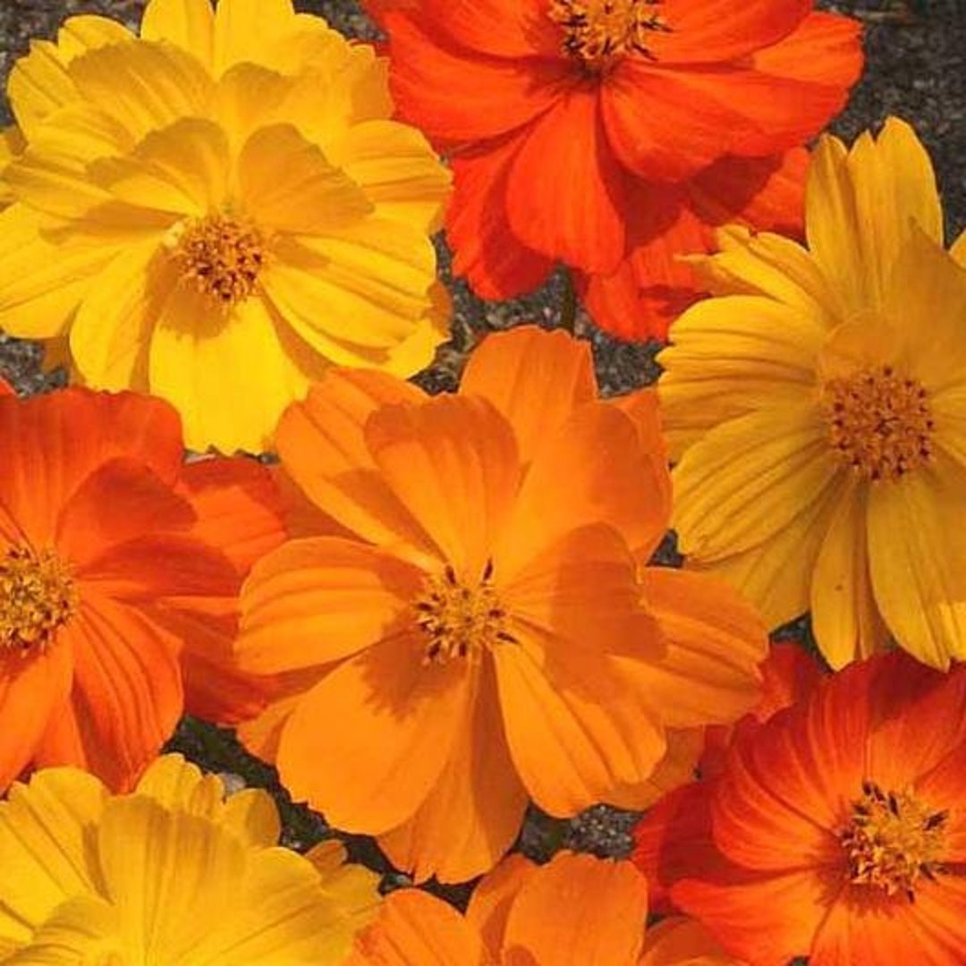 USA VENDEDOR Sulphur Carpet Cosmos Mix 25 semillas HEIRLOOM Cosmos ...