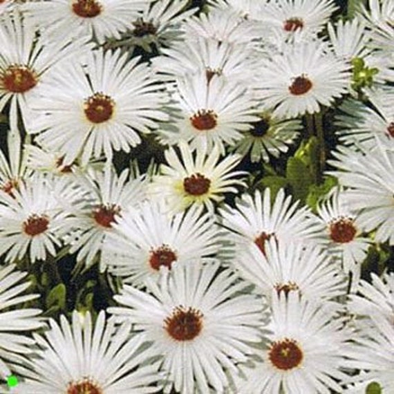 USA SELLER Ice Plant Daisy Livingstone White 50 Seeds HEIRLOOM - Etsy