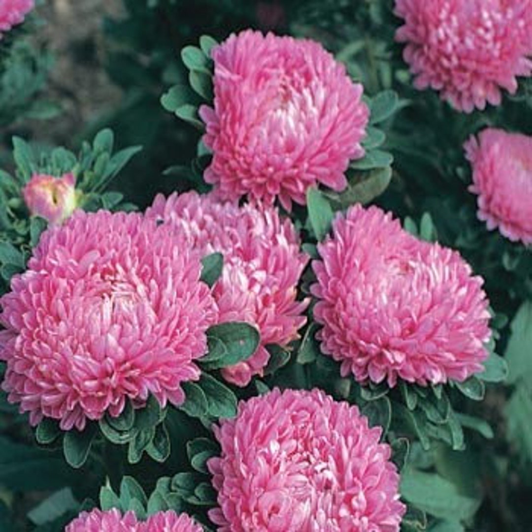 USA SELLER Dwarf Milady Rose Aster 25 Seeds HEIRLOOM Callistephus Chinensis - Etsy