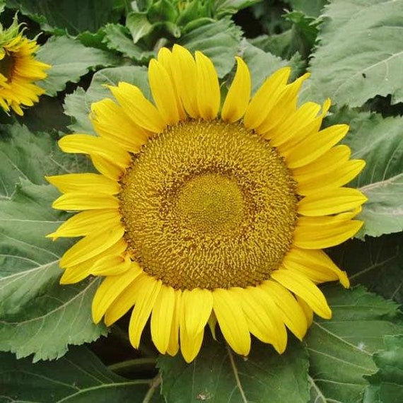 USA SELLER Dwarf Yellow Pygmy Sunflower 25 seeds | Etsy