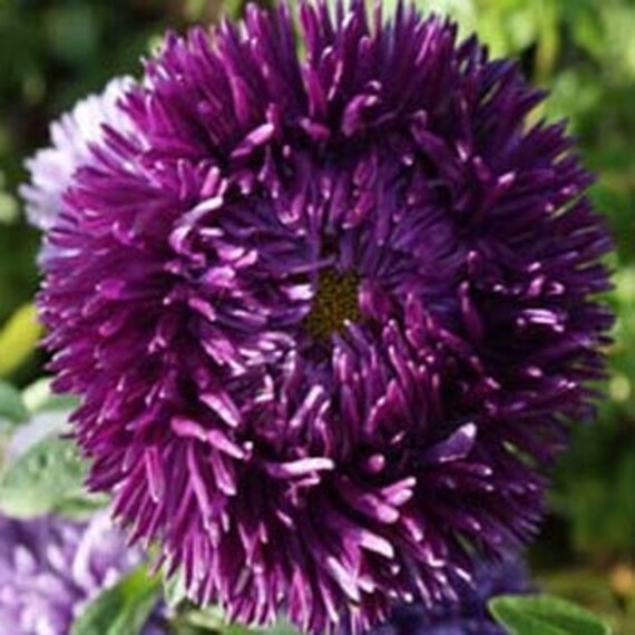 USA SELLER Tall Double Gremlin Dark Violet Aster 25 Seeds - Etsy