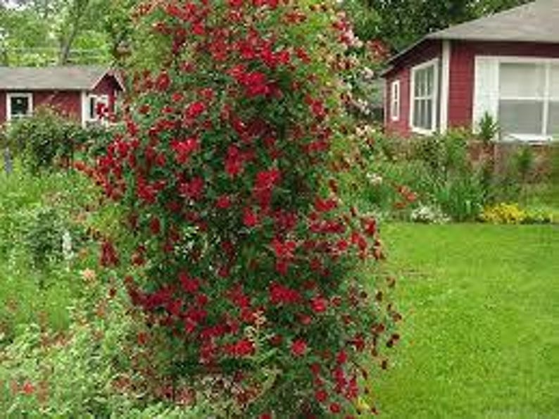 Rosa ‘red Cascade Miniature Climbing Rose Cuttings "3" Super Easy to ...