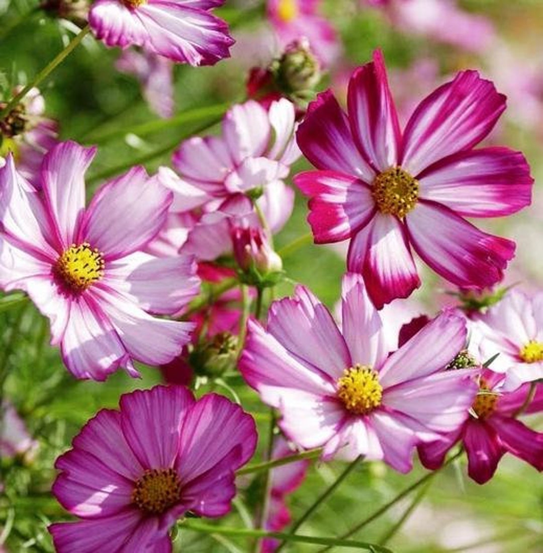 USA SELLER Seashells Cosmos 25 Seeds HEIRLOOM Cosmos Bipinnatus - Etsy