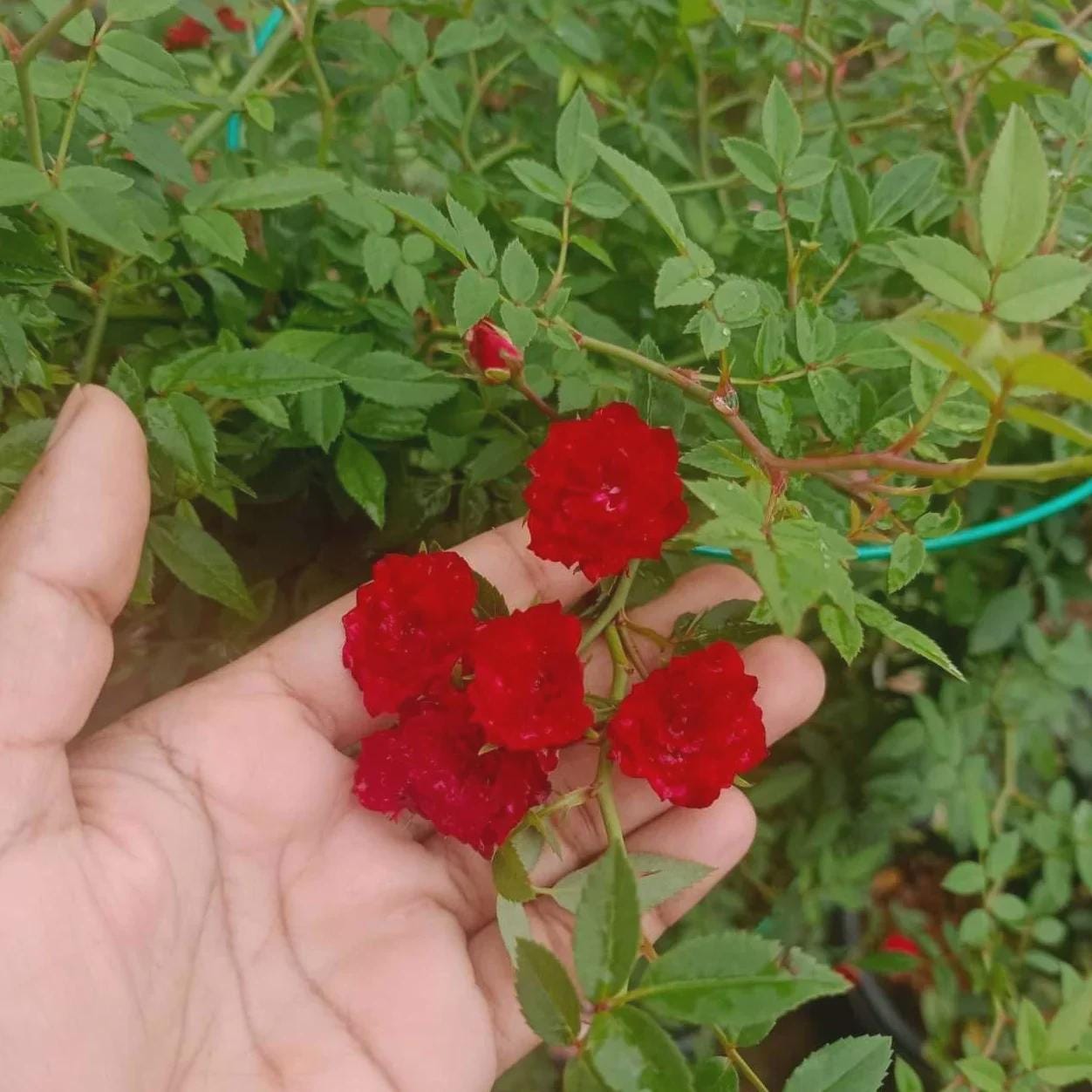Rosa ‘red Cascade Miniature Climbing Rose Cuttings "3" Super Easy to ...
