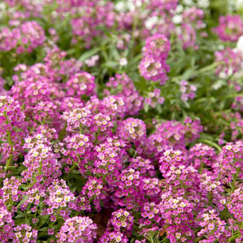 USA SELLER Sweet Alyssum Rosie O'day 50 Seeds - Etsy