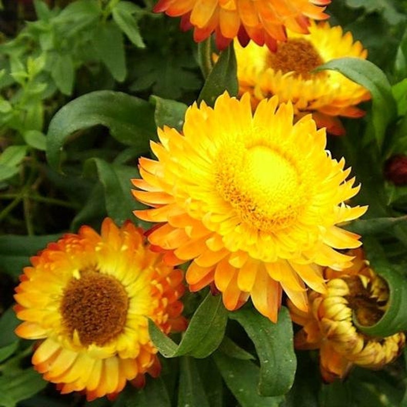 USA SELLER Golden/yellow Strawflower Seeds 100 Seeds HEIRLOOM | Etsy