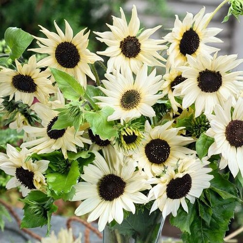 25 Sunflower Sonja Seeds - Etsy
