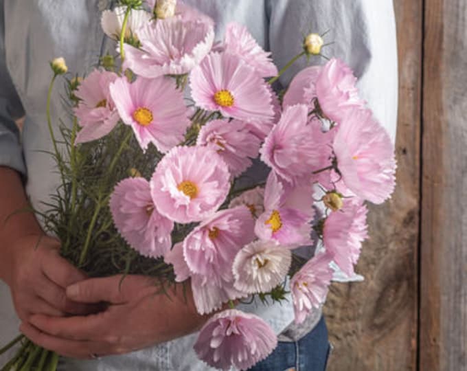 USA SELLER Dwarf Early Sensation Cosmos Mix 25 Seeds HEIRLOOM - Etsy